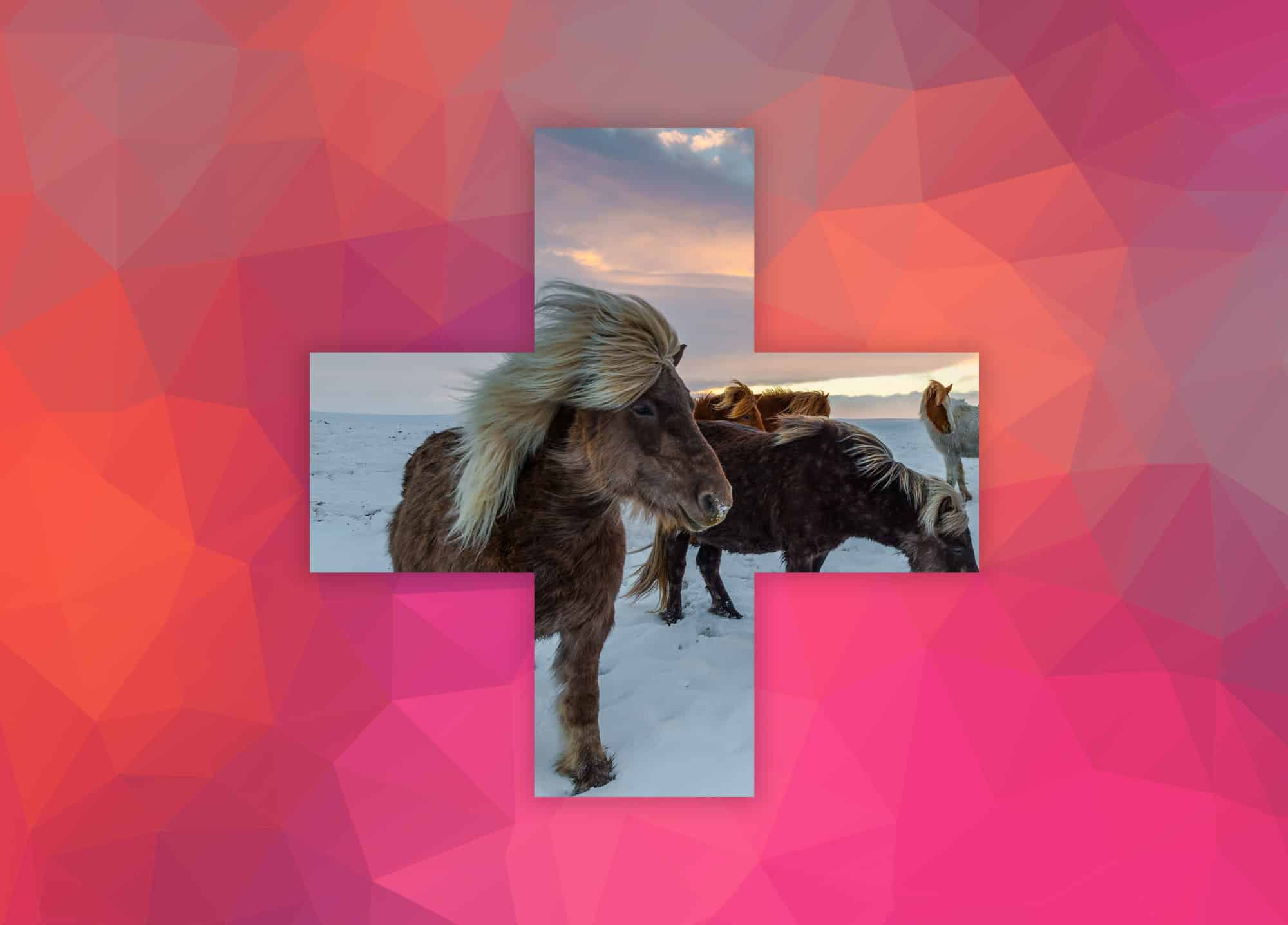 Horse First Aid Kit Essentials | Eventing Guide