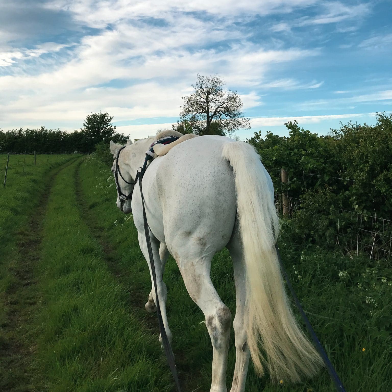 A Beginner’s Guide to Long Reining | Eventing Guide