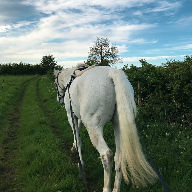 A Beginner’s Guide to Long Reining | Eventing Guide