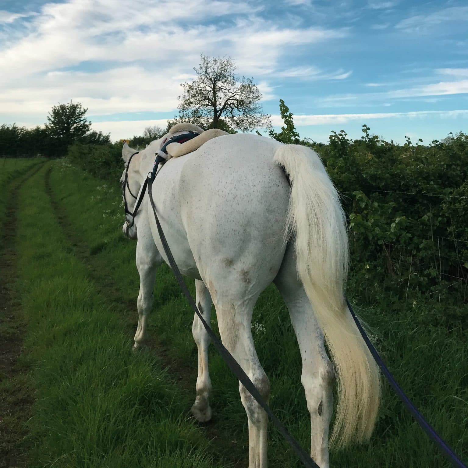 A Beginner’s Guide to Long Reining | Eventing Guide