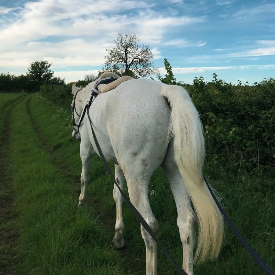 A Beginner’s Guide to Long Reining | Eventing Guide