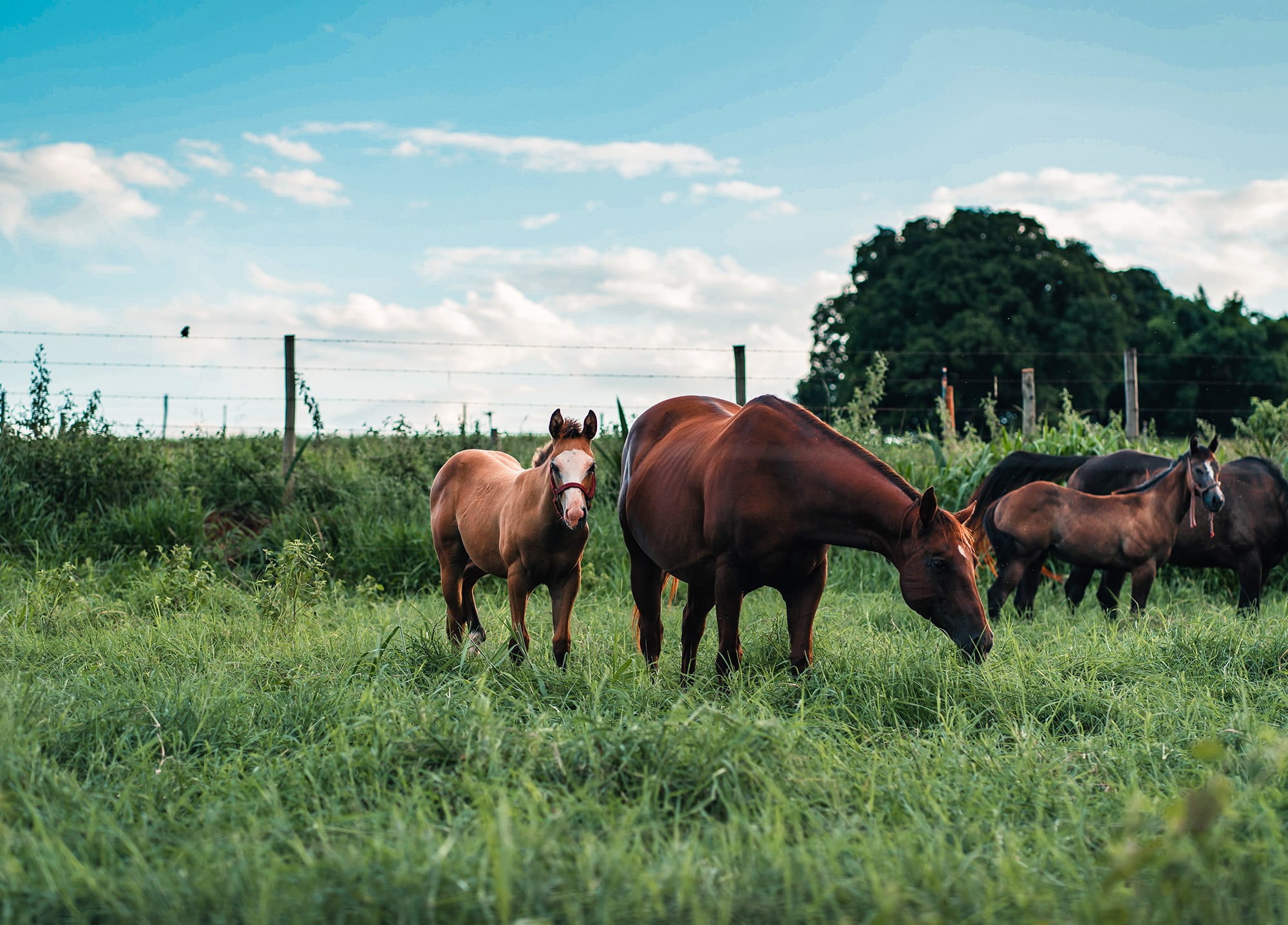 A Beginner’s Guide to Long Reining | Eventing Guide