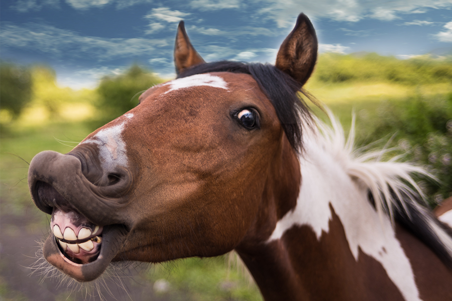 The 12 Funniest Horse Names Of All Time Eventing Guide The 12 Funniest Horse Names Of All Time Eventing Guide